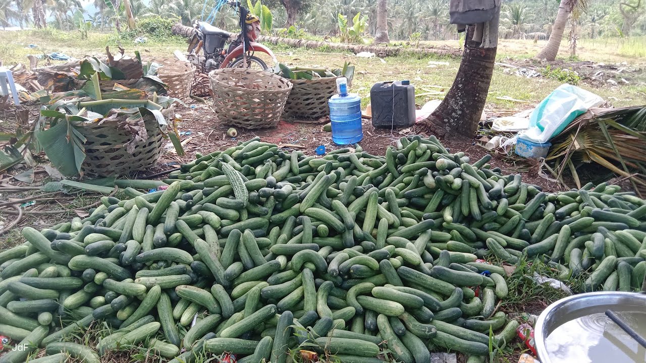 3RD HARVEST CUCUMBER, LEGA C F1 || DAPAT BANLAWAN O HUGASAN - YouTube