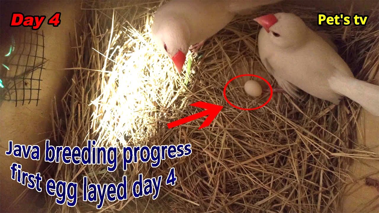 Java breeding progress | first egg layed | day 4 | Pets tv - YouTube