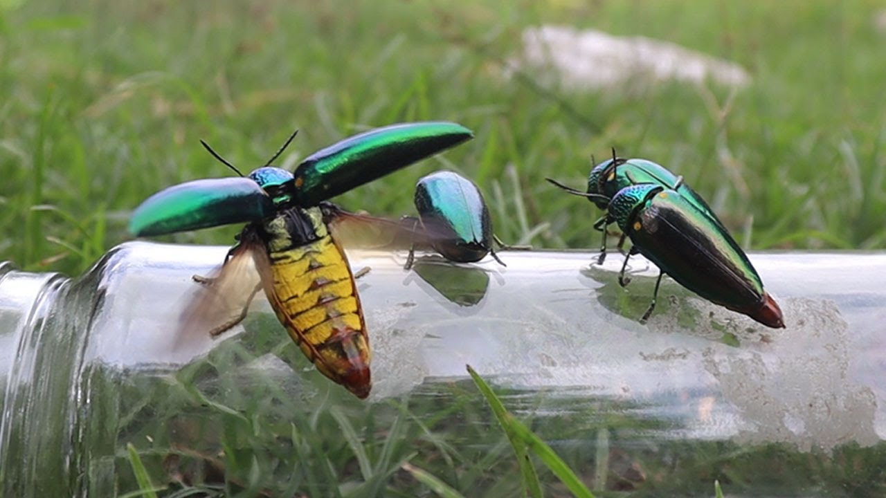 Hutting many jewel beetle and see them fly look so beautiful - YouTube
