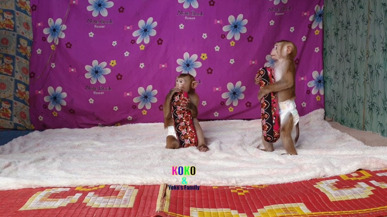 Smart BB Monkey YOKO Holding His Pillow Waiting Dad For Relaxing - YouTube