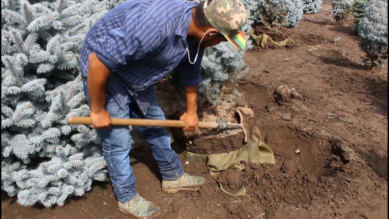 Optimal Fall Digging - YouTube