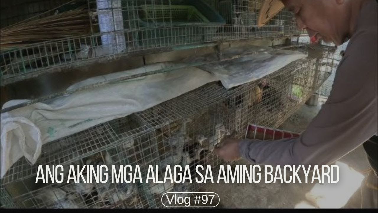 Ang aking mga alaga sa aming Backyard - YouTube