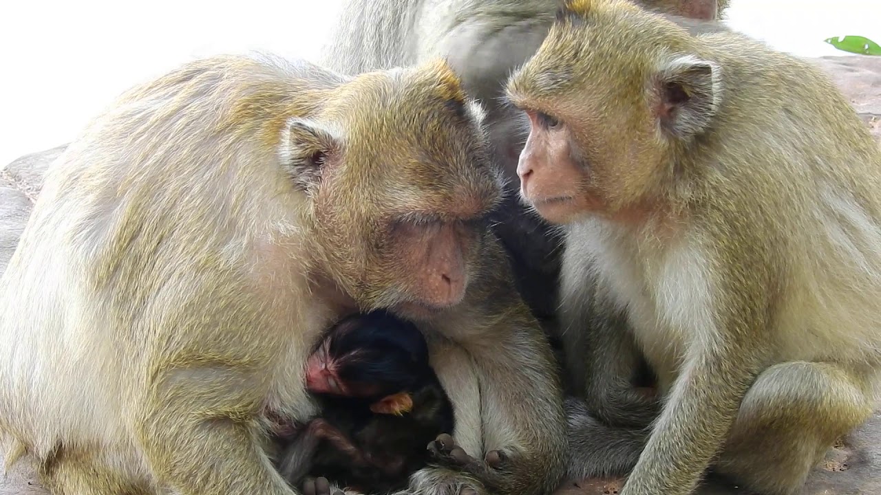 Baby Monkey Brittany Drink Milk Too Much For Growth Up Soon - YouTube