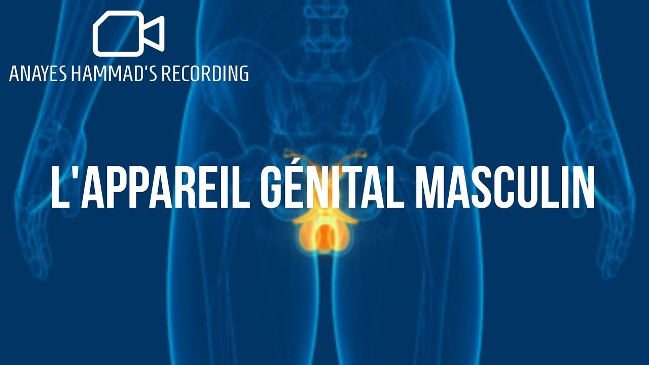 UE 4 Histologie VISIO 8: L'appareil génital masculin assuré par Dr ...
