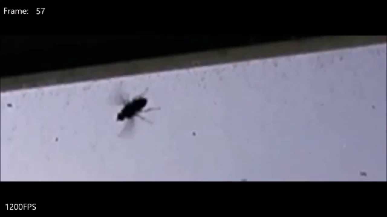 Slow motion: Fly - YouTube
