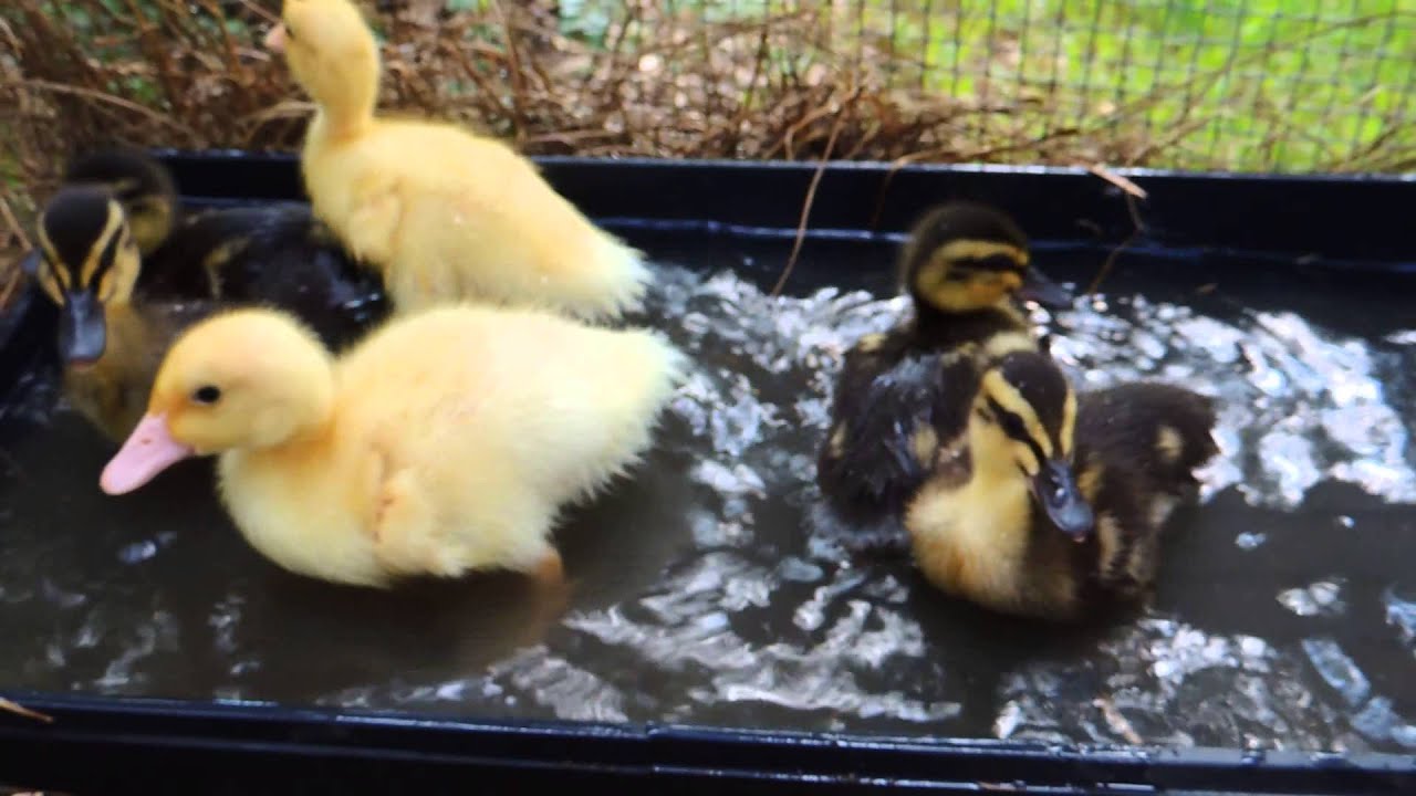 Ducklings First Bath - YouTube