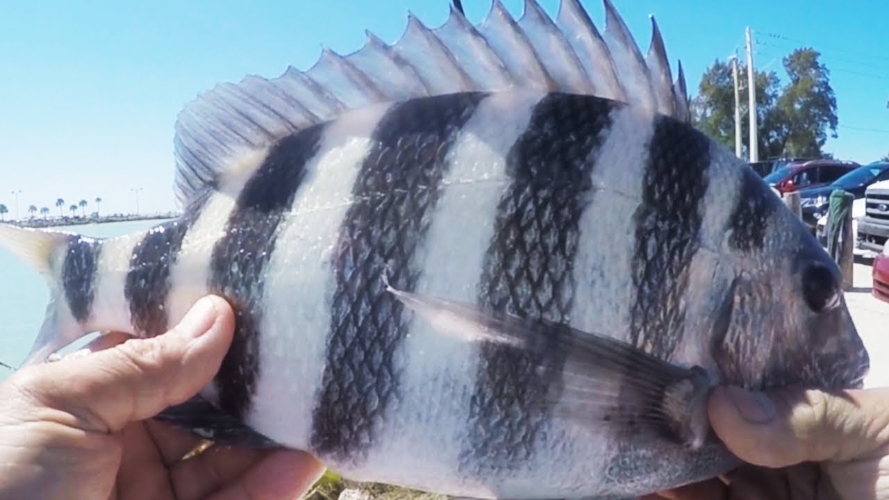 Catching HUNGRY Sheepshead in Florida From Shore - YouTube