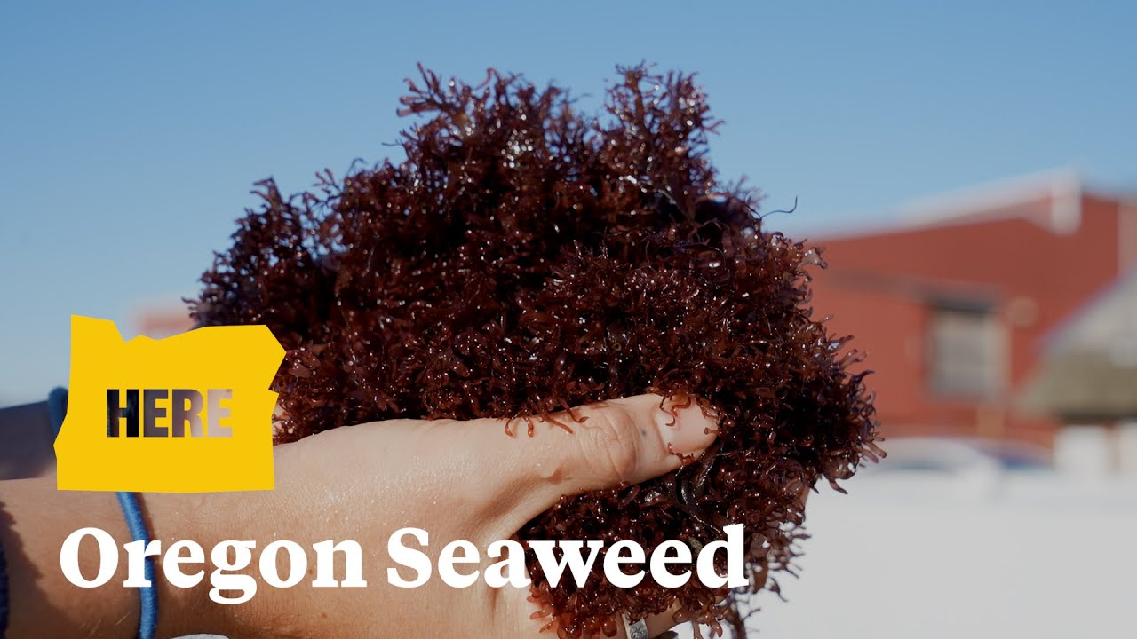 Is seaweed the new kale? This Oregon company hopes so - YouTube