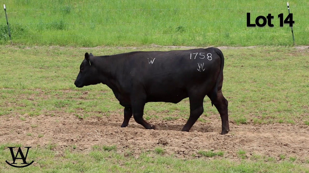 Rocking W Angus Lot 14 - YouTube
