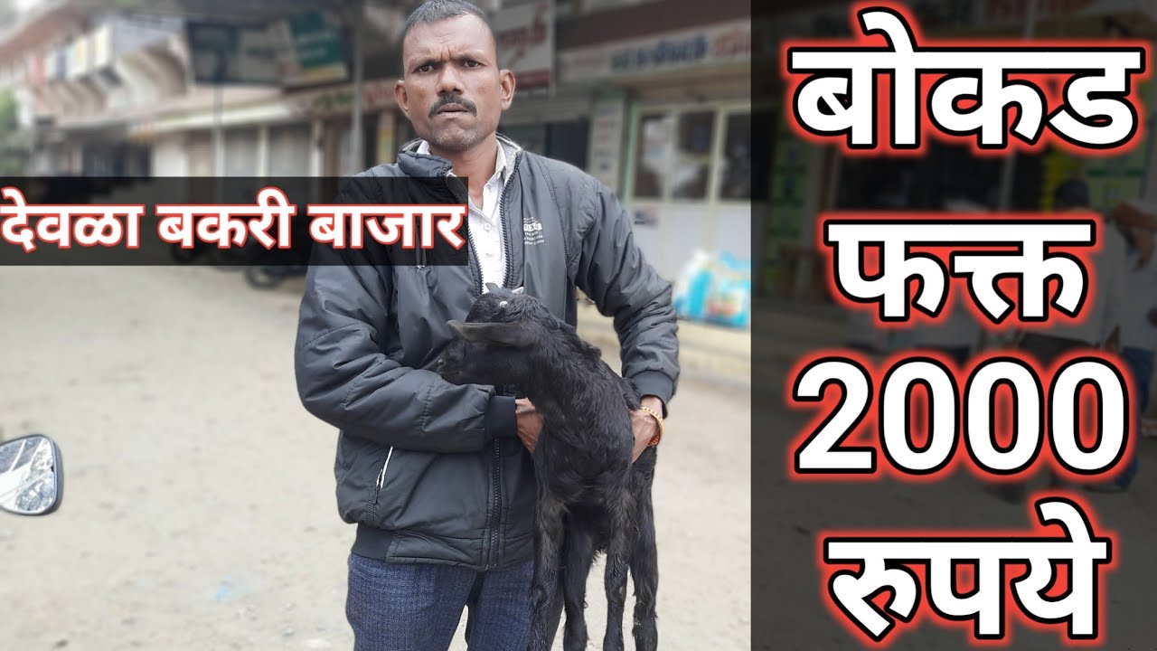 देवळा बोकड बाजार : bokad palan : बोकड पालन - YouTube