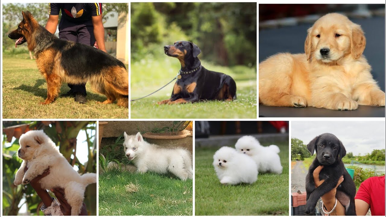 Dogs at Lowest Price in Guwahati । Assam and North East Delivery - YouTube