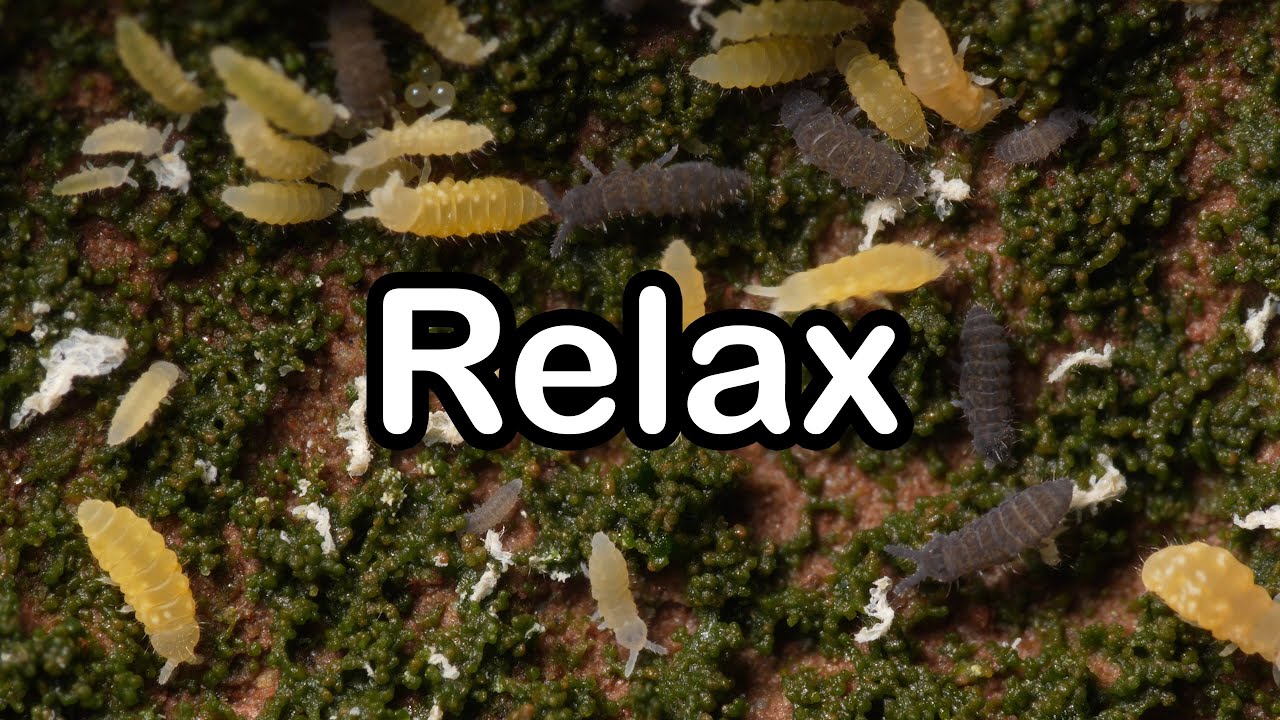 One hour with Lilac Springtails (Ceratophysella Sp.) | June 2024 - YouTube