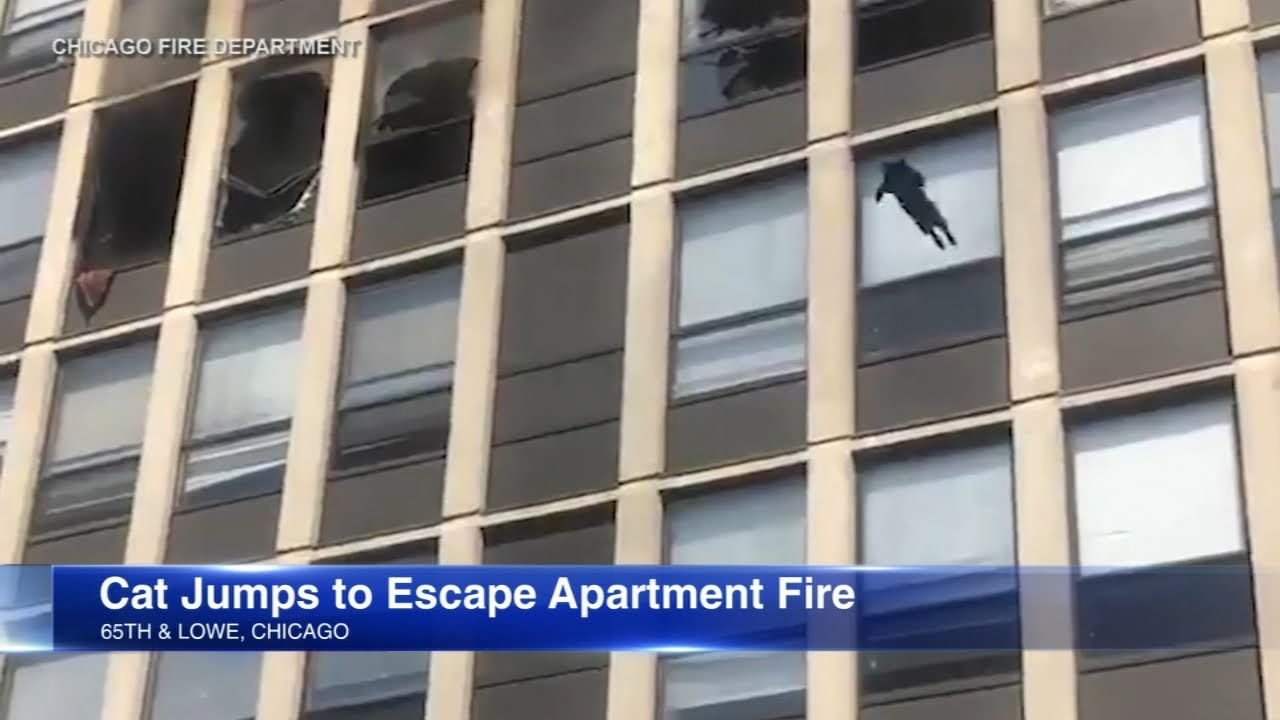Cat jumps out 5th floor window, survives fall during apartment fire ...