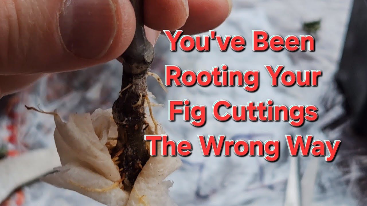 Try this incredible easy way to root Fig cuttings - YouTube
