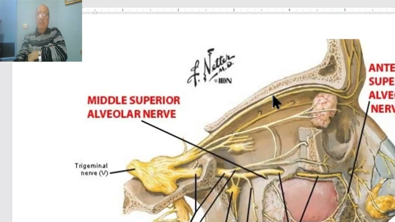 Anatomy of head and neck module in Arabic 43 (Occulomotor nerve) , by ...