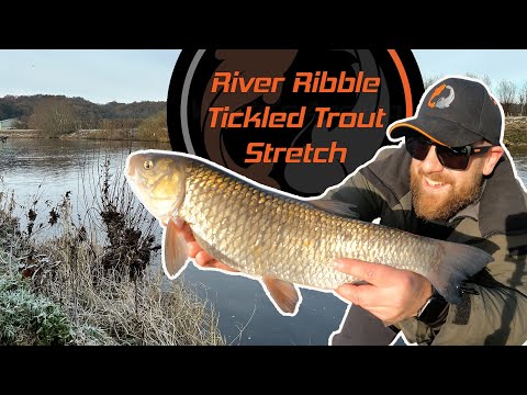 Feeder Fishing In Sub Zero Temperatures | River Ribble Tickled Trout Stretch
