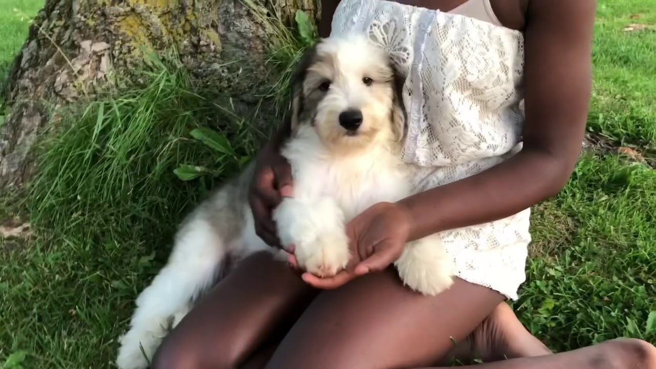 Tucker - F1 Mini Sheepadoodle - YouTube