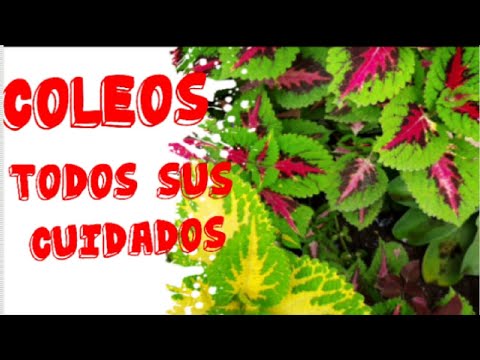 COLEOS Cuidados y todo lo que debes saber - YouTube