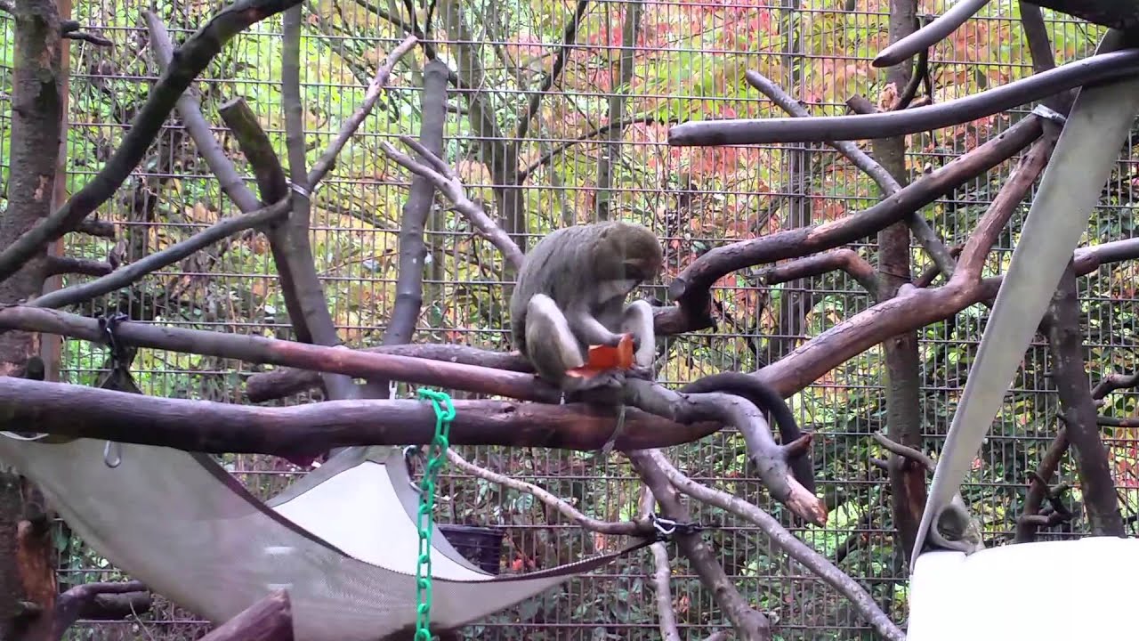 Oregon Zoo: monkey - YouTube