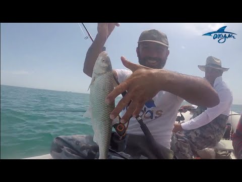 Balıq sezonu / Рыбный сезон / Fishing season