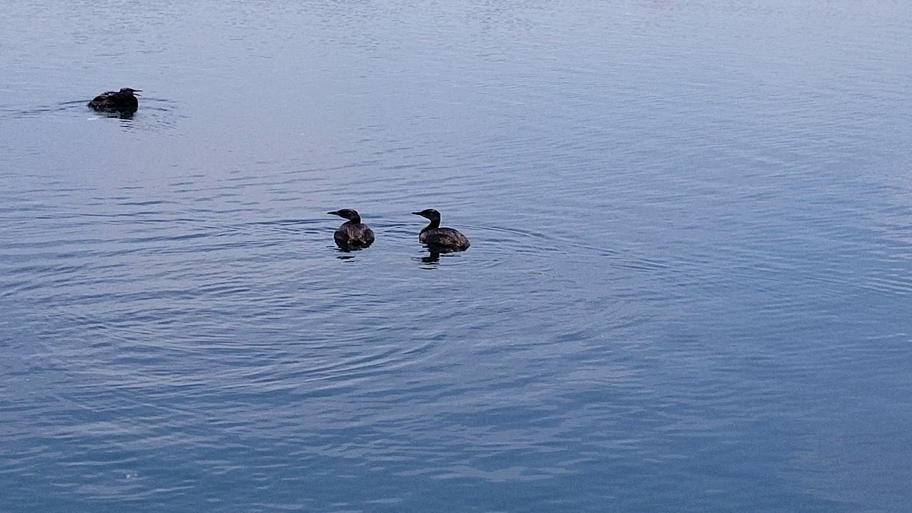 Squawking Ducks - YouTube