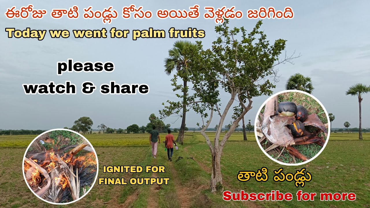 eroju thati pandlu kosam veladam ayithe jarigindi #thati #pandlu # ...