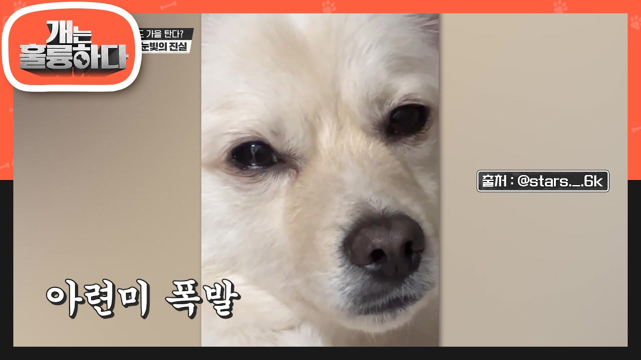 개 아련? 한 우리 반려견의 표정을 소개합니다! [개는 훌륭하다/Dogs Are Incredible] | KBS 220926 ...
