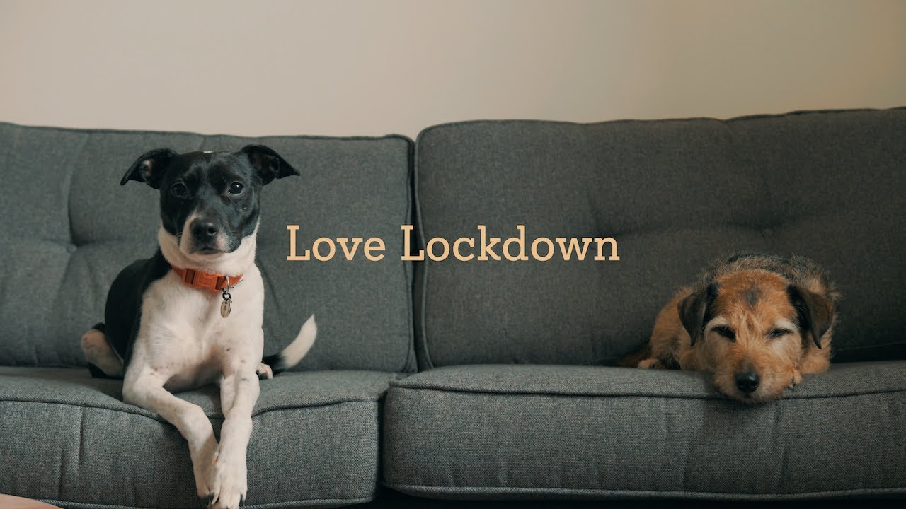 Love Lockdown - Dogs Loving In Lockdown - YouTube