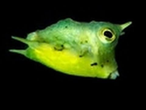 Yellow Mutant Alien Fish With No Body ★★★★★ - YouTube