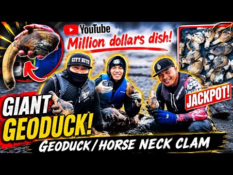 Horse neck clam / geoduck million dollar dish catch and cook adventure ...