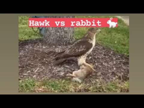 hawk vs rabbit/can a hawk attack big rabbit/can a hawk pick up a rabbit ...