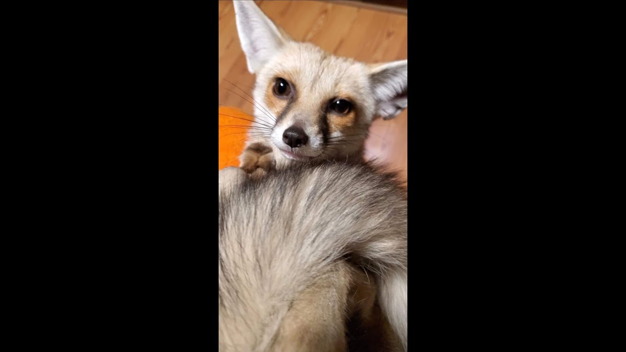 Life with a Ruppells Sand fox. - YouTube