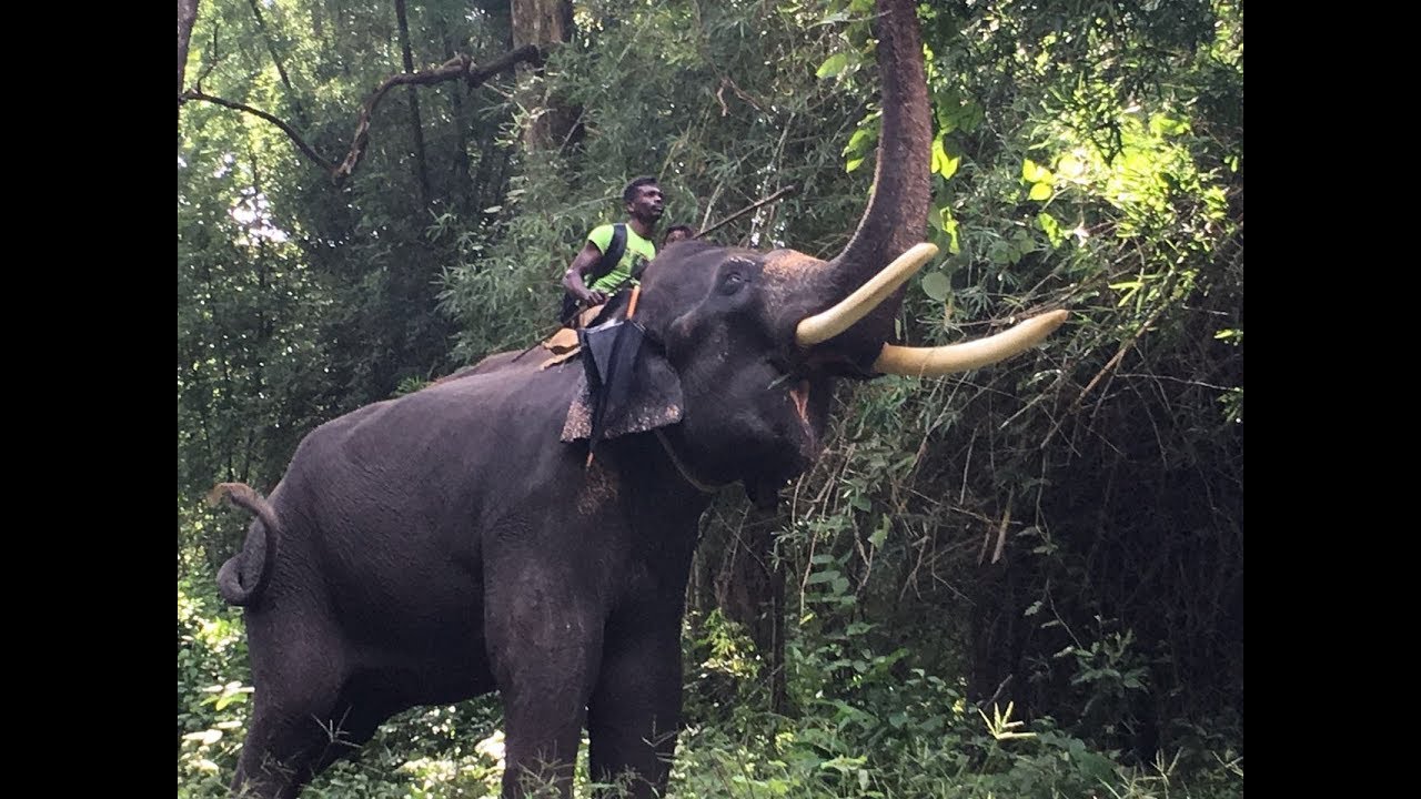 Places to visit near Bangalore - Aiyur forest - YouTube