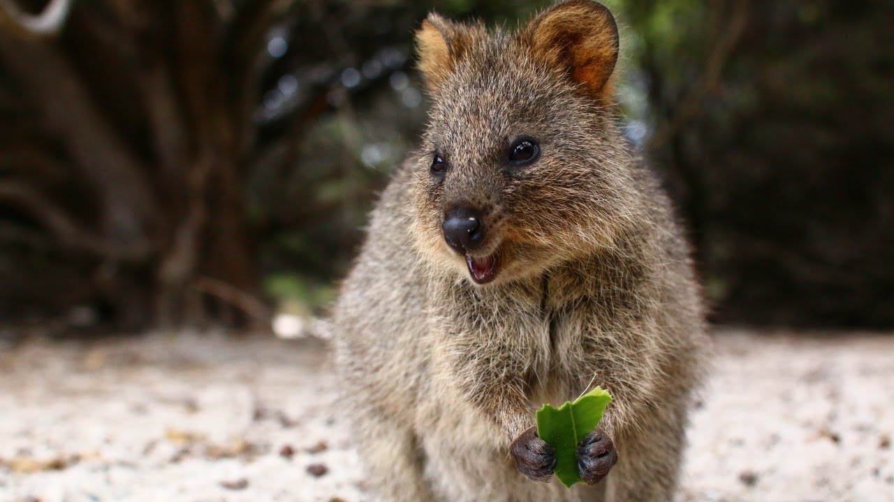 Quokka chowing down on some pine tree noms - YouTube