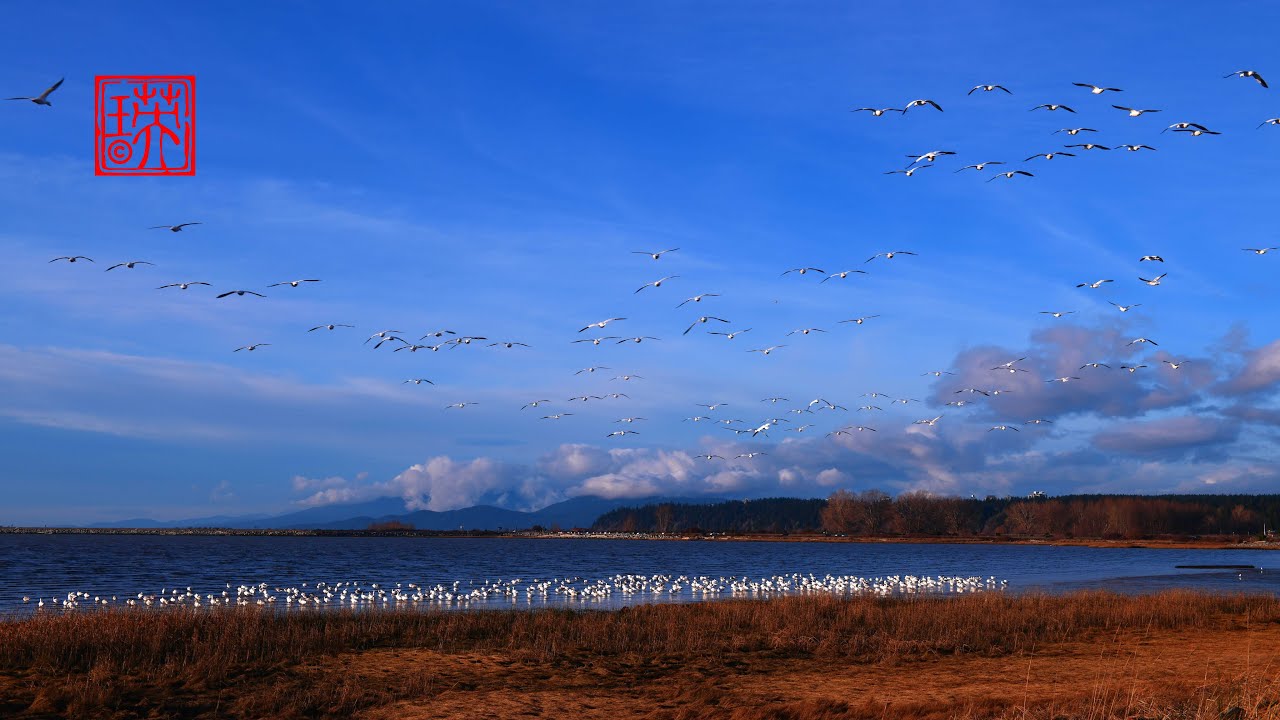 Snow Geese are flying home - YouTube