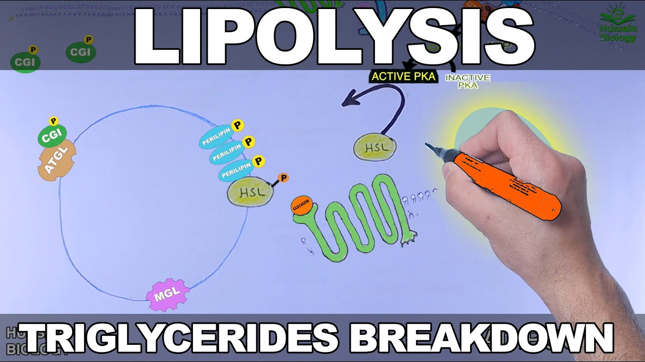 Lipolysis Pathway | Triglycerides Breakdown - YouTube