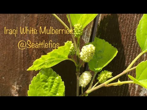 Iraqi White Mulberry 2022 - YouTube