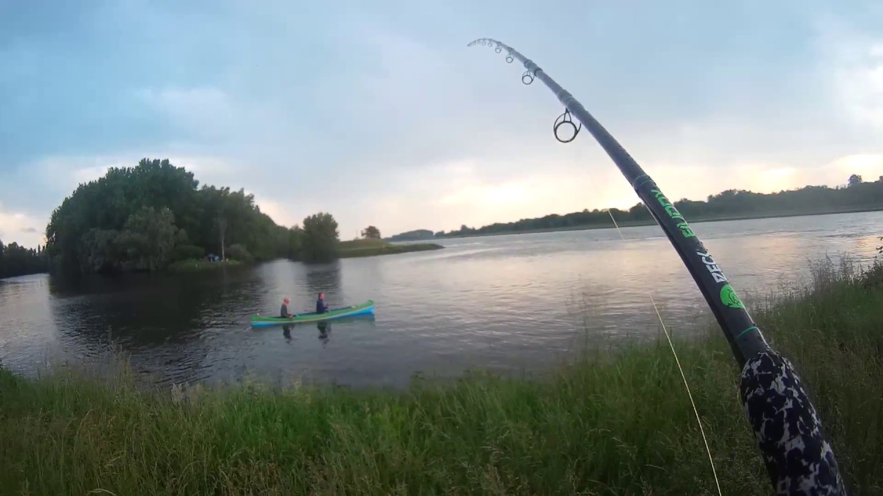 Angeln auf Wels am Rhein/Deutschland/Baden-Württemberg - YouTube