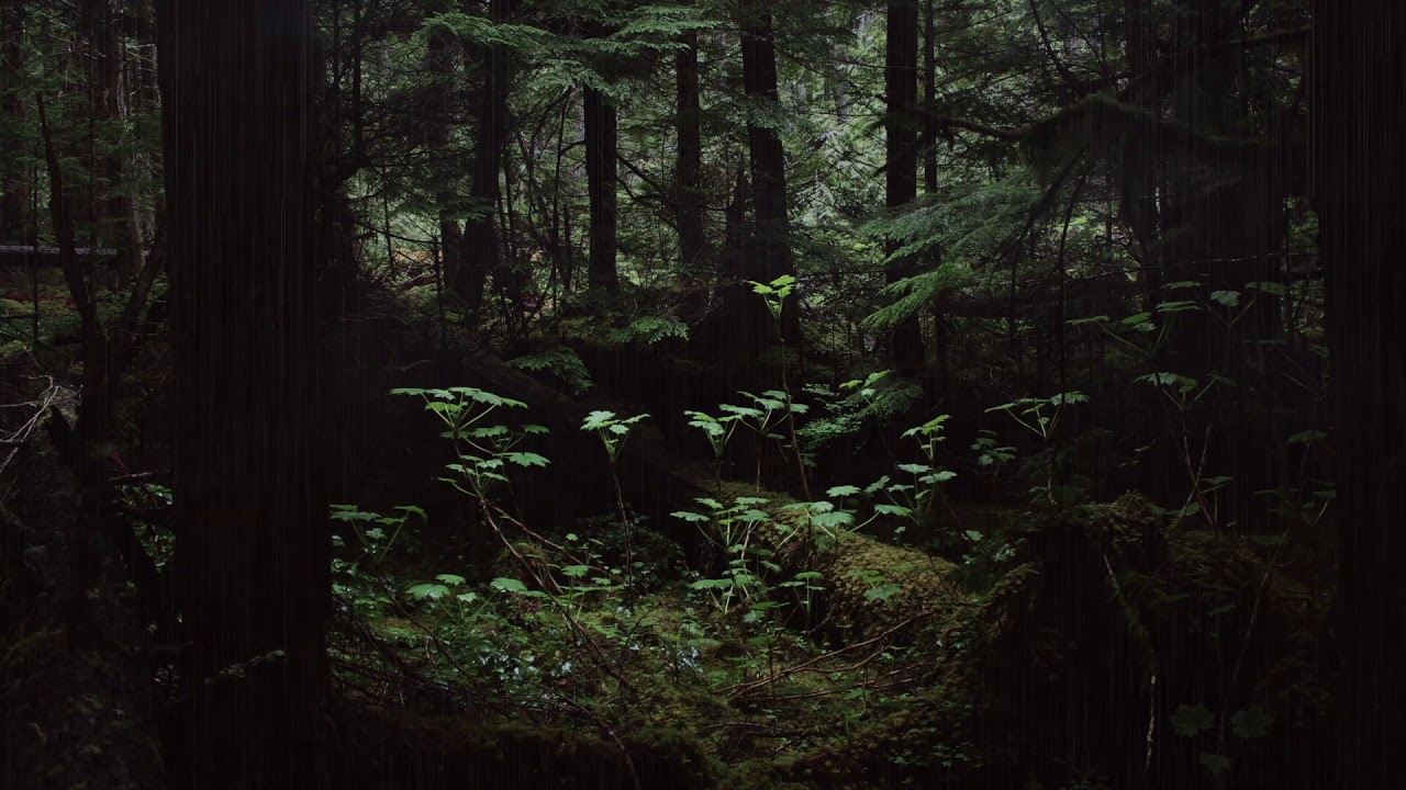 Meditation Relax Sound /Relax Forest Rain/ Long Edition - YouTube