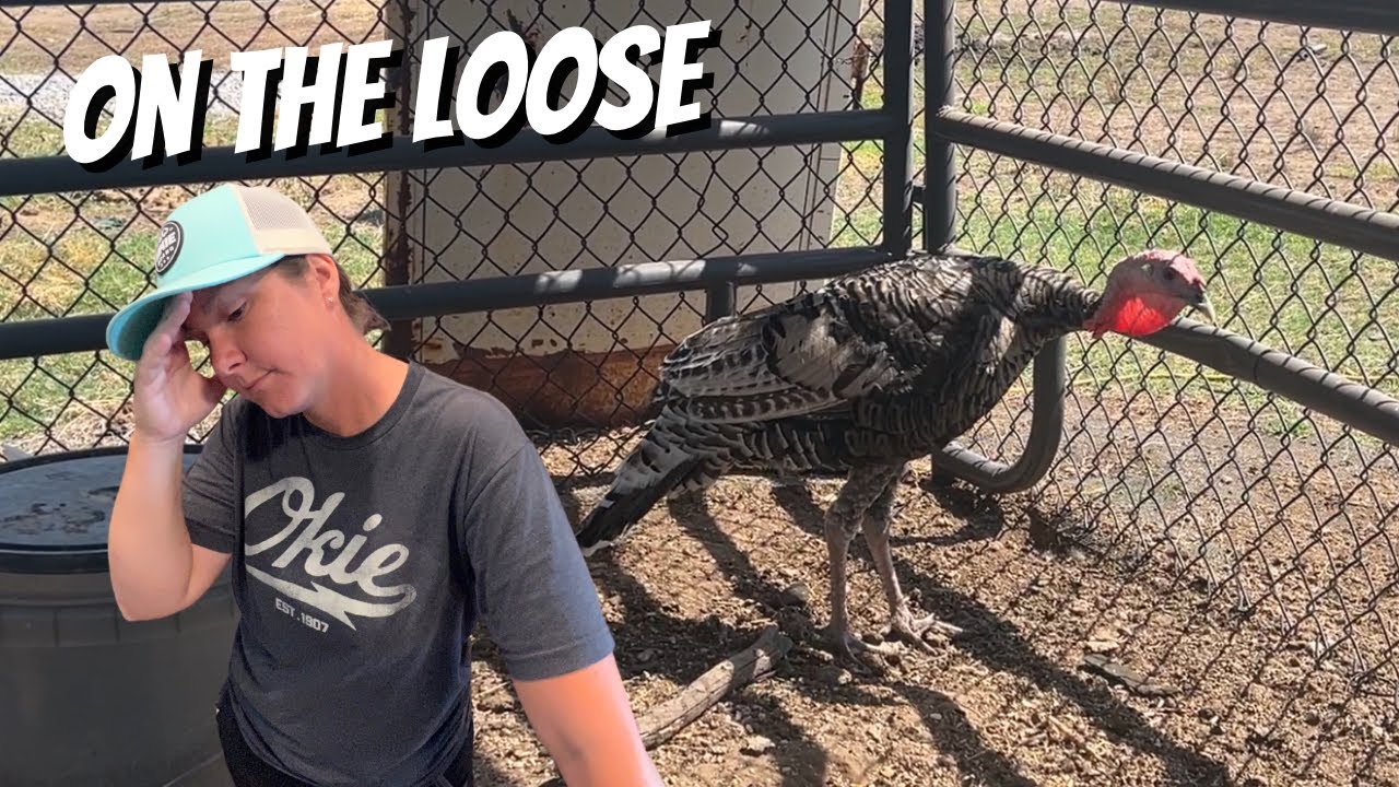 Our Rare Tom Turkey Flew The Coop - YouTube