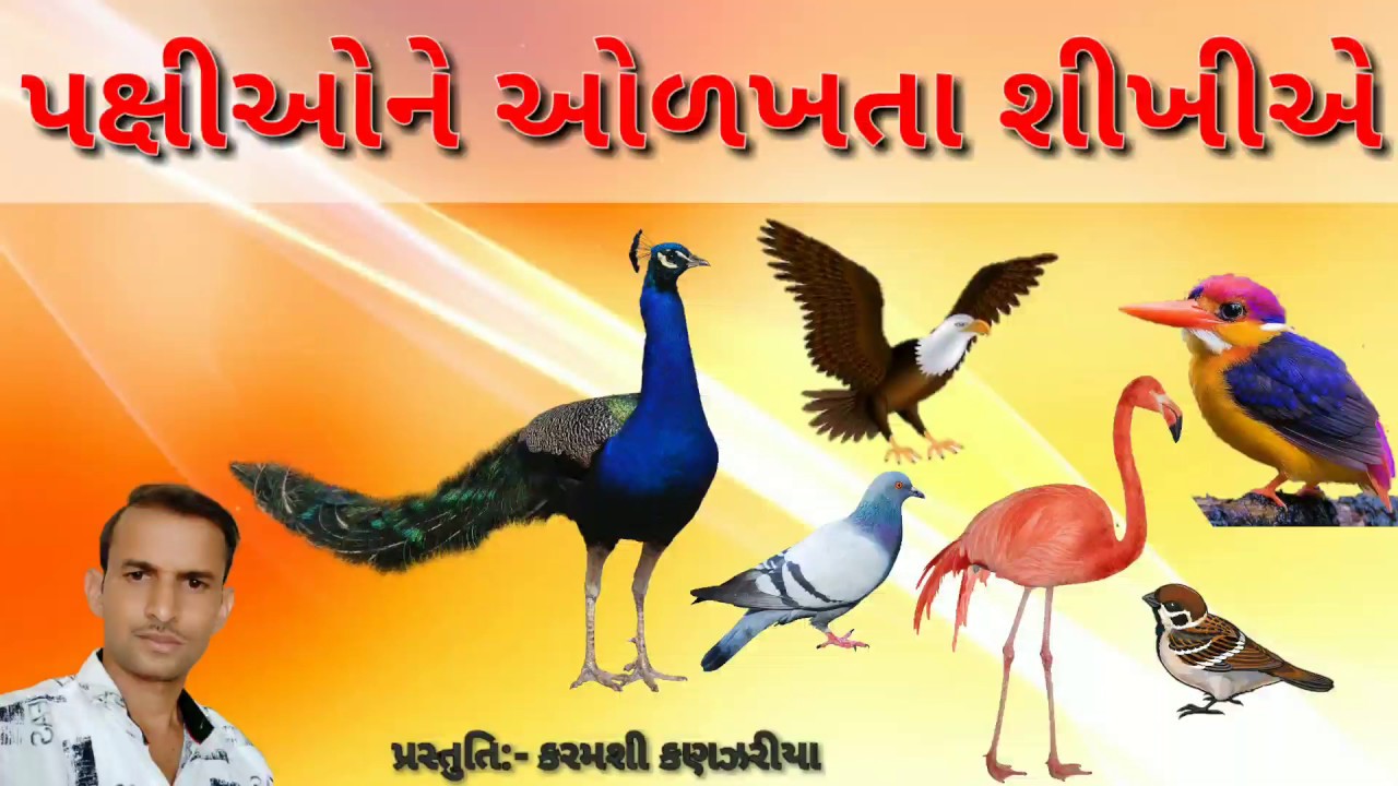 પક્ષીઓના નામ | પક્ષીઓ ના નામ | Birds name in gujarati | ગુજરાતીમાં ...