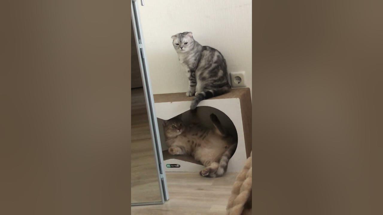 Пойман с поличным Youtube