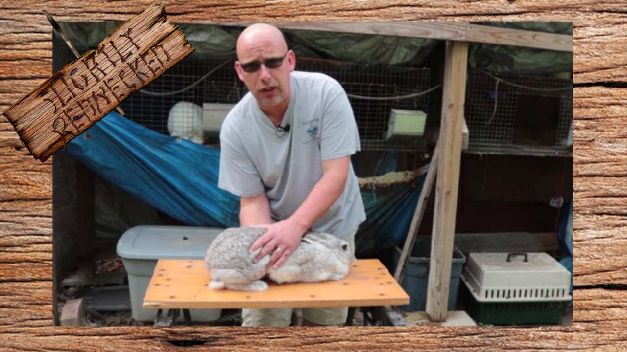 How to Tell if Your Rabbit is Pregnant - YouTube