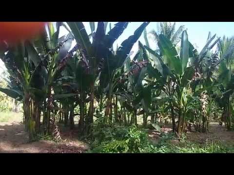 Pisang Abaca di Sulawesi Utara Menghasilkan Serat Abaca Kualitas ...