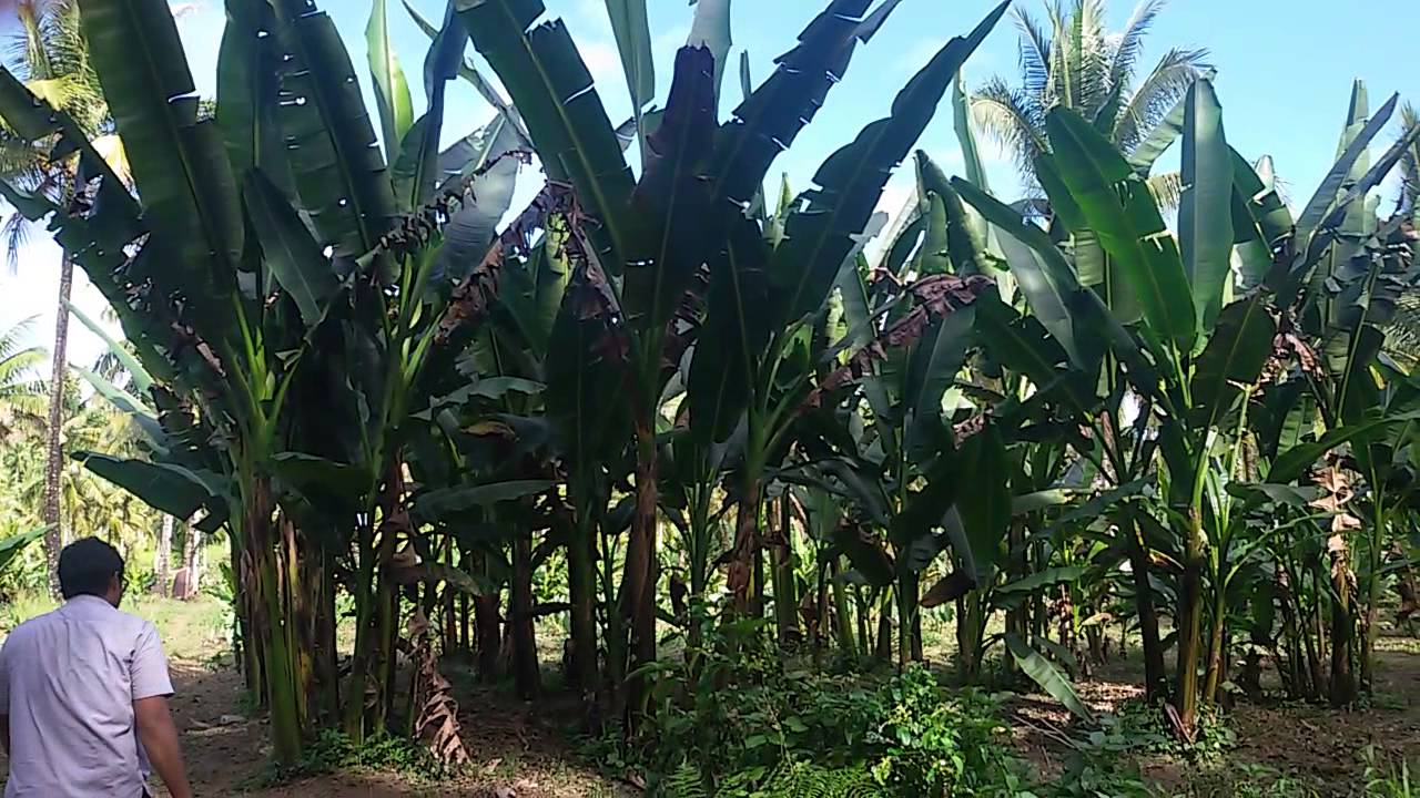 Pisang Abaca di Sulawesi Utara Menghasilkan Serat Abaca Kualitas ...