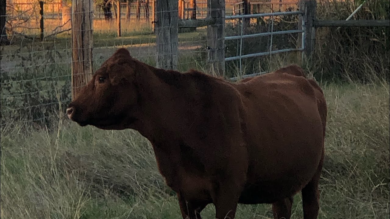 Getting our FIRST COW 🐄 🐮 ️🥰 #homestead #cattle #ranch #homesteading # ...