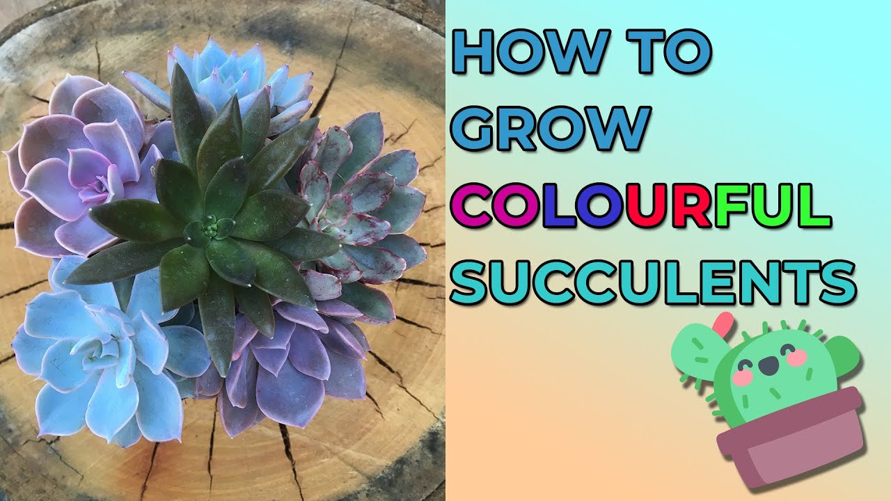 How To Make Succulents Grow More Colourful & Why They Lose Colour - YouTube