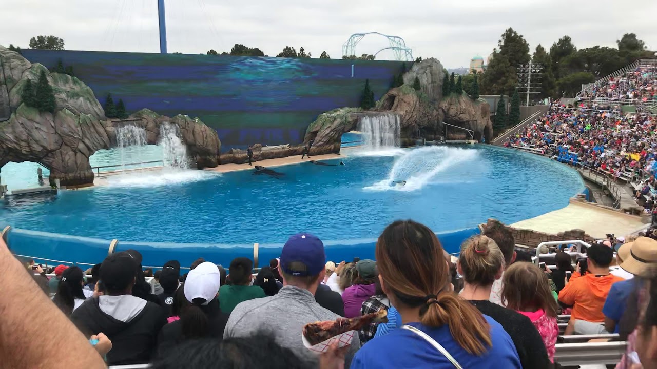 Sea world show - YouTube