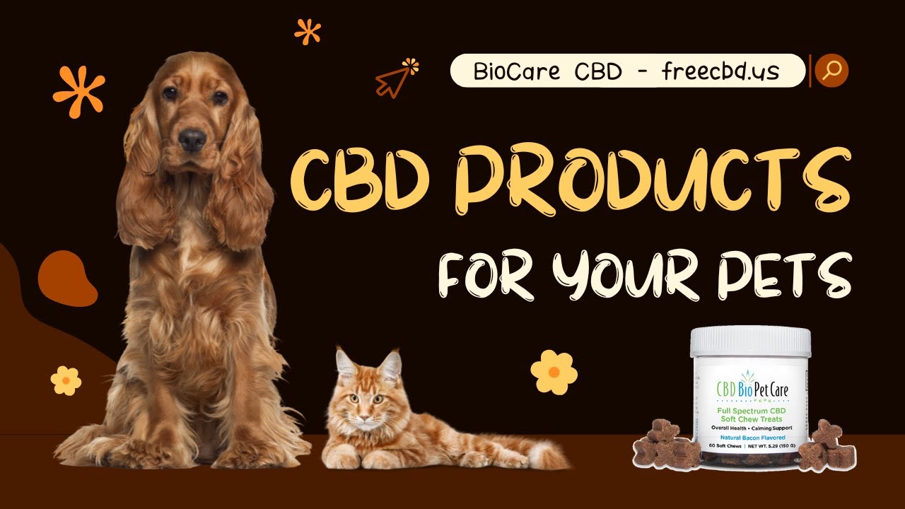 🐶 CBD for Pets with Dr Hillary Hart! - YouTube