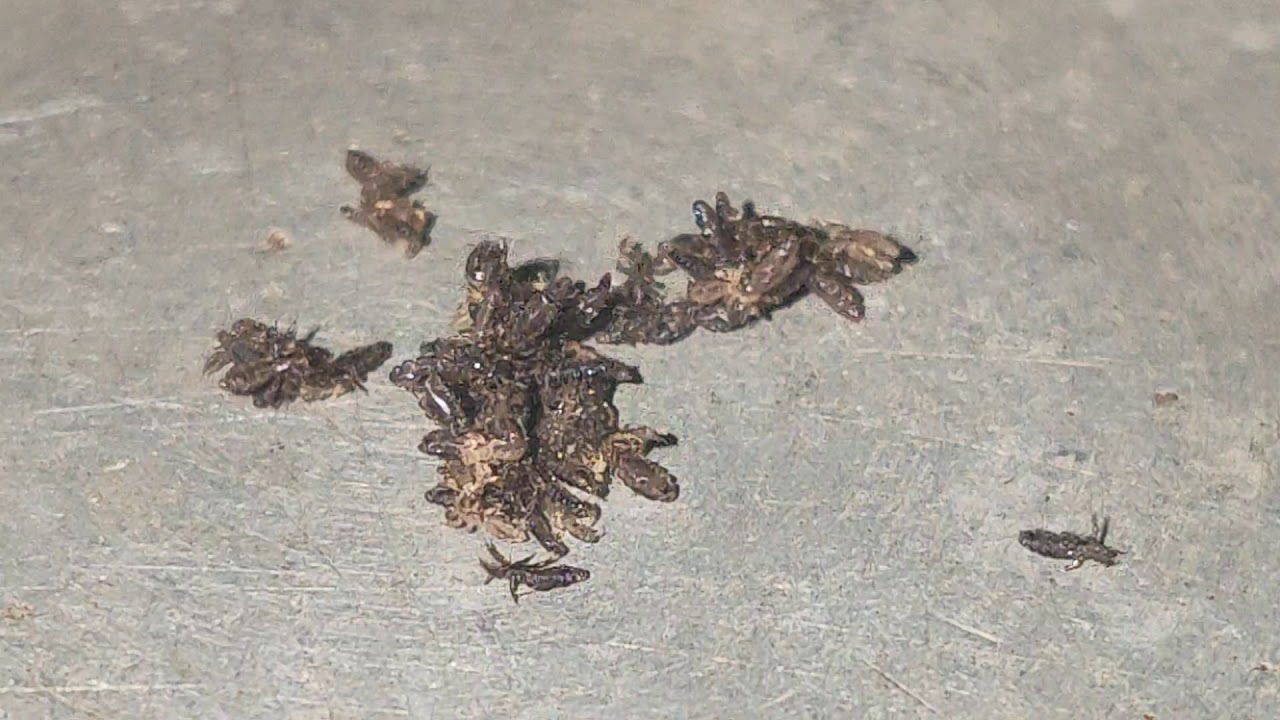GROSS Warning🤮 Heap of lice!!!! - YouTube